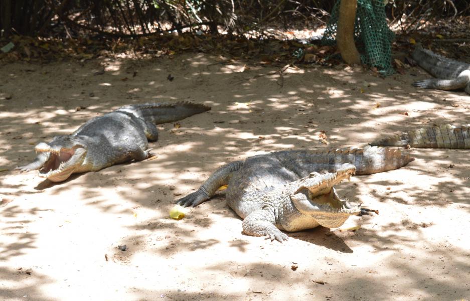 Katchikally Crocodile Pool& Museum | Travel Eco - Inspiring Destinations