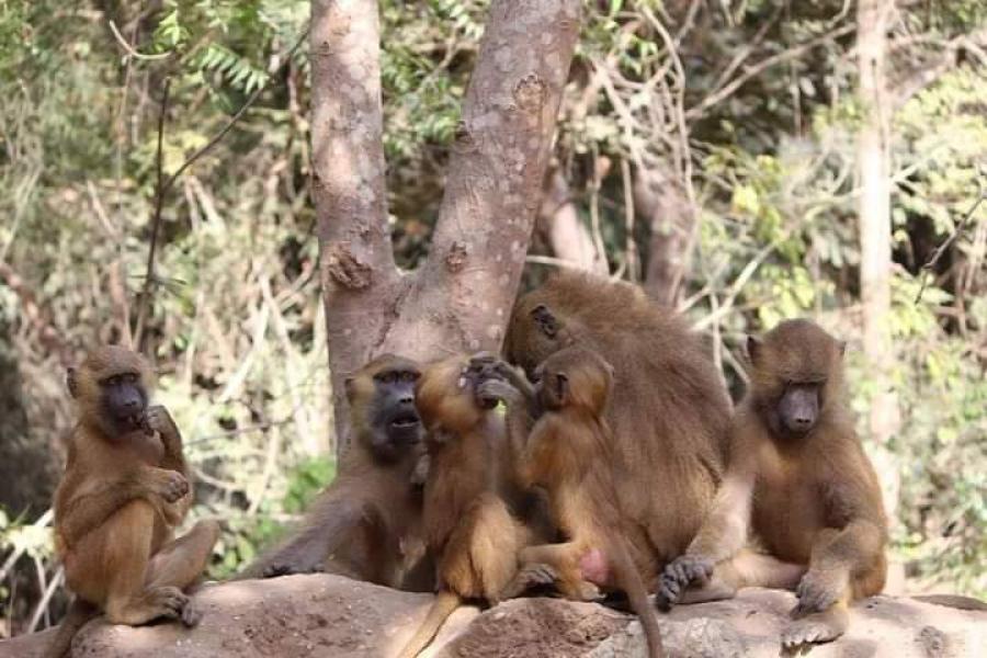 Makasutu Cultural Forest | Travel Eco - Inspiring Destinations