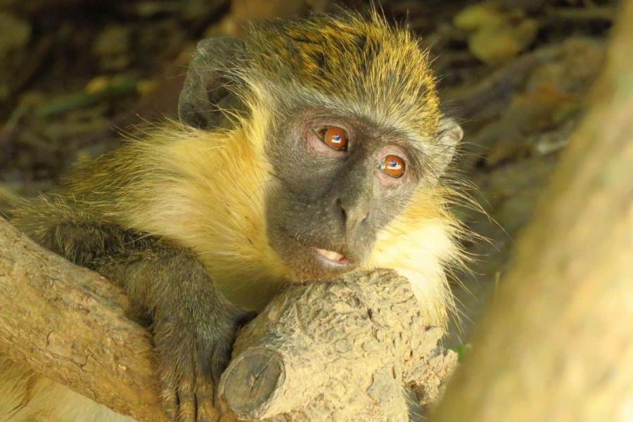 Flora and Fauna | Travel Eco - Inspiring Destinations